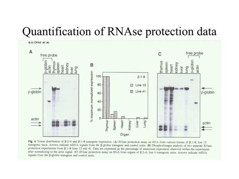 Ppt Genomic Equivalence Powerpoint Presentation Free Download Id 257182