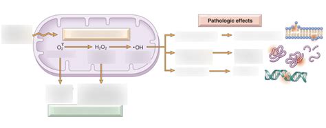 Exam 1 Ros And Their Effects Diagram Diagram Quizlet