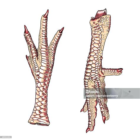 중국 접시에 닭 다리입니다 아시아 요리 국내 조류 쌍 다리 손가락 손톱의 농장 벡터입니다 갈고리 발톱에 대한 스톡 벡터 아트 및 기타 이미지 Istock