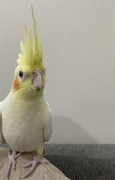 Very Polite Birb Rcockatiel