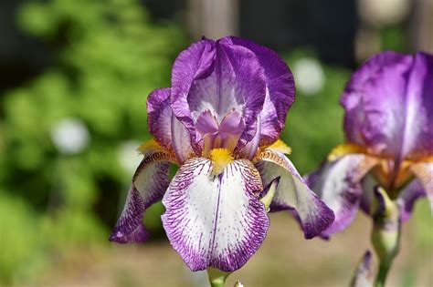 Íris Flor De Iris Família Do Foto gratuita no Pixabay Pixabay
