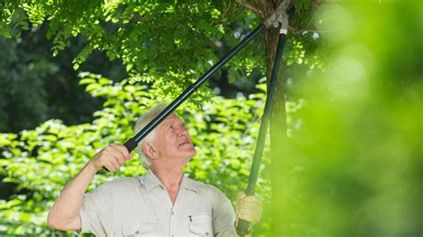 Health Benefits Of Tree Trimming Get Tree Care Service
