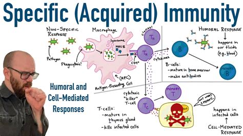 Humoral Response Diagram