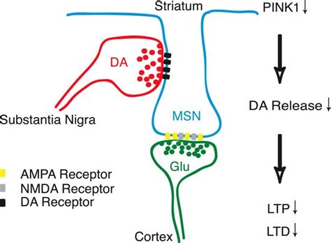 A Schematic Model For Pink1 Function At The Nigrostriatal And
