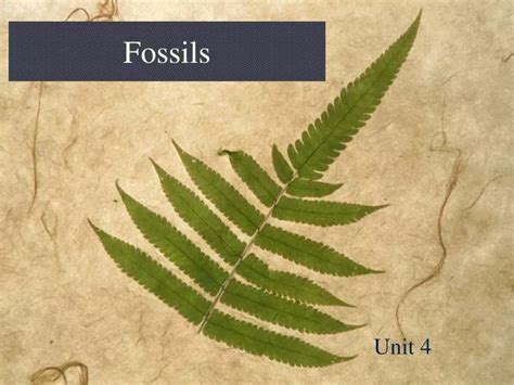 PPT Fossils PowerPoint Presentation Free Download ID