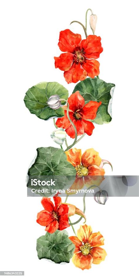 꽃 피는 식물의 여름 수직 꽃꽂이 밝은 한련 꽃 꽃 봉오리 녹색 잎을 가진 곱슬 정원 덩굴 식물 손으로 그린 수채화 그림은 카드 결혼식을 위한 흰색 배경입니다 0명에 대한
