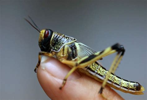 Chemical Signal For Locust Swarming Identified In Step Toward Curbing