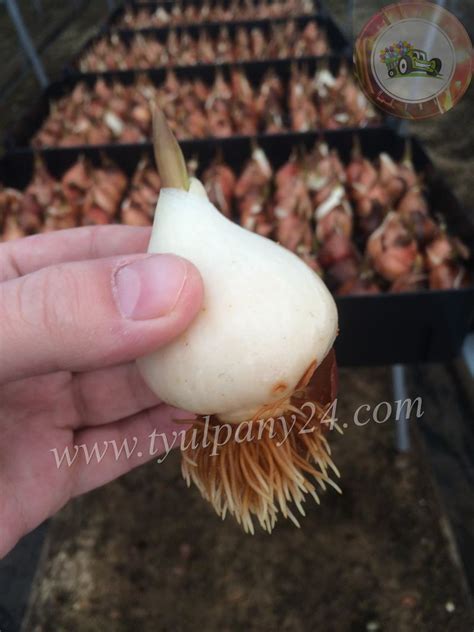 Купить тюльпаны оптом Красноярск тюльпаны дешево по цене склада