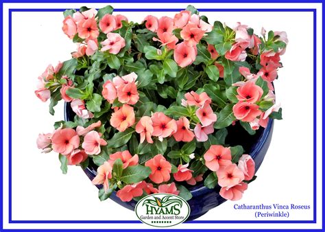 Trailing Vinca Hanging Baskets At Jacob Lutz Blog