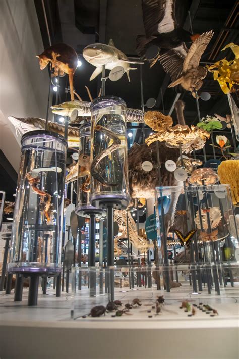 Bridging The Gap A Look At Transitional Fossils Modern Sciences