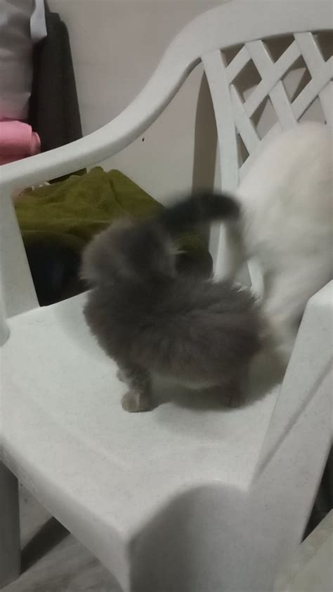 Ganito Ba Ang Bonding Ng Mga Cats🥲 R Catsofrph