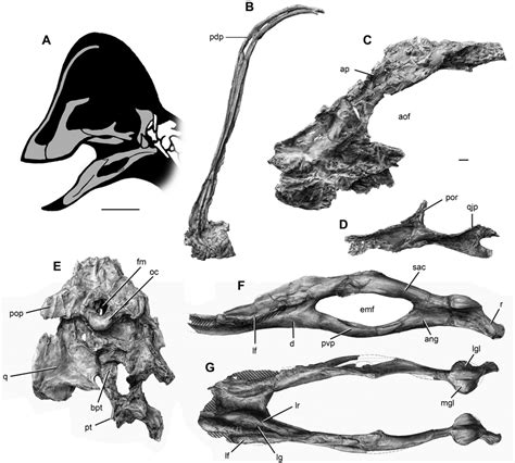 Craniomandibular Skeleton Of Anzu Wyliei Gen Et Sp Nov A