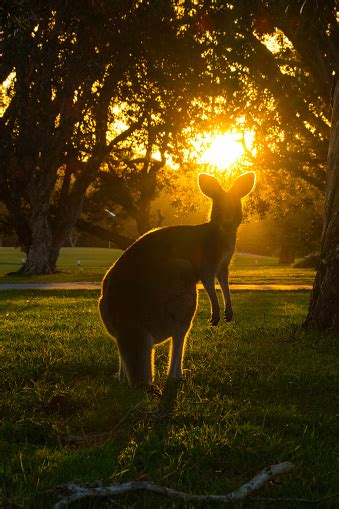 현지 골프 코스의 녹색 잔디에서 일몰에 캥거루의 실루엣 얌바 Nsw 오스트레일리아 0명에 대한 스톡 사진 및 기타 이미지 0명 골프장 귀 부분 Istock