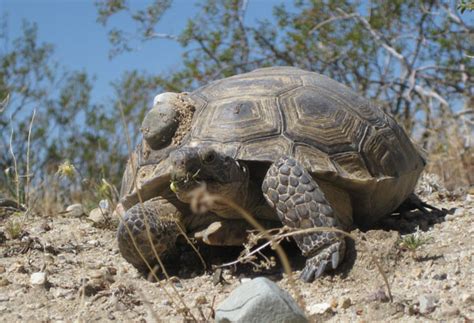 Todd Lab Habitat Selection And Population Recovery Of The Desert
