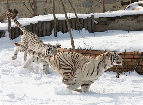 Зоопаркът в София минава на зимно работно време Информационна агенция ПИК