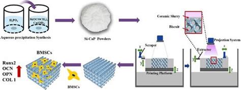 用于骨组织工程的 3d 打印多孔硅酸盐替代磷酸钙支架的制备和体外评估 Biotechnology And Bioengineering X Mol