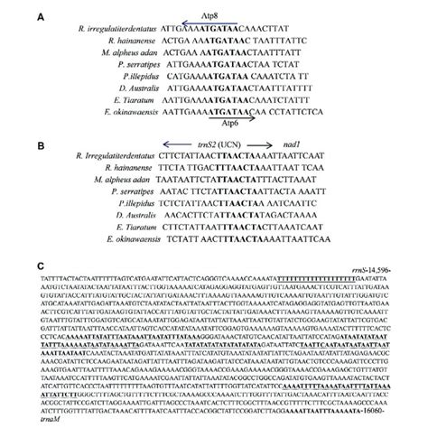 A Sequence Analysis Of The Partial Atp6 And Atp8 Regions Of 8