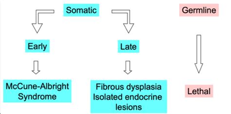 Genetic Mutations Flashcards Quizlet