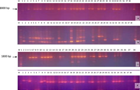 PCR Amplification Products For ACMV Specific Primers ACMV F ACMV R Download Scientific