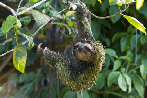 8 Facts You Probably Didnt Know About Sloths Anatomy — The Sloth