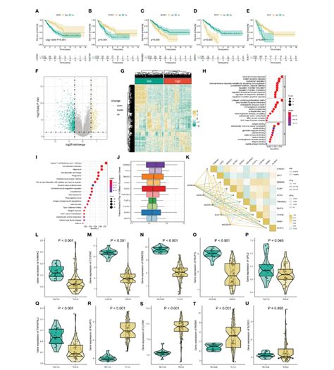 Gene Functional Enrichment Analysis Of Differentially Expressed Genes