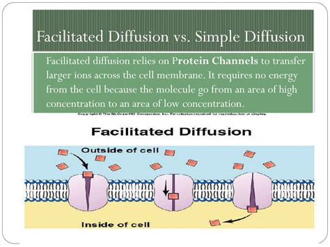 Ppt The Cell Theory Early Discoveries And Fundamental Concepts Powerpoint Presentation Id