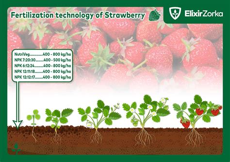 Strawberry Elixir Group