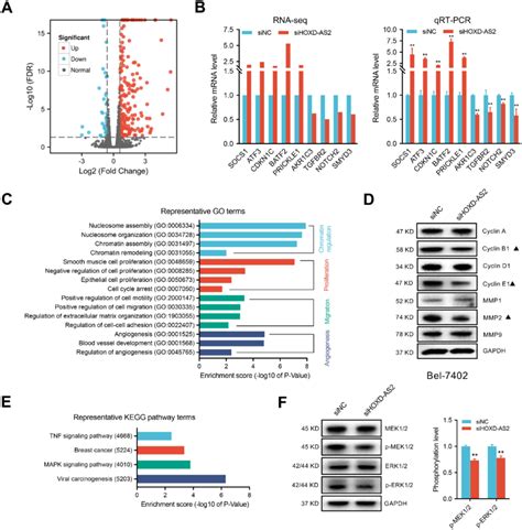 The Effect Of Hoxd As2 Knockdown On The Transcriptome Of Hcc Cells Is