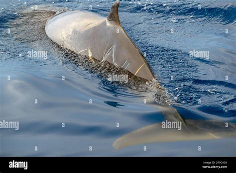 A Cuvier Beaked Whale Dolphin Ziphius Cavirostris With Sign Of Male