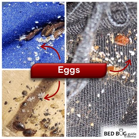 How To Check For Bed Bugs Bed Bug Guide