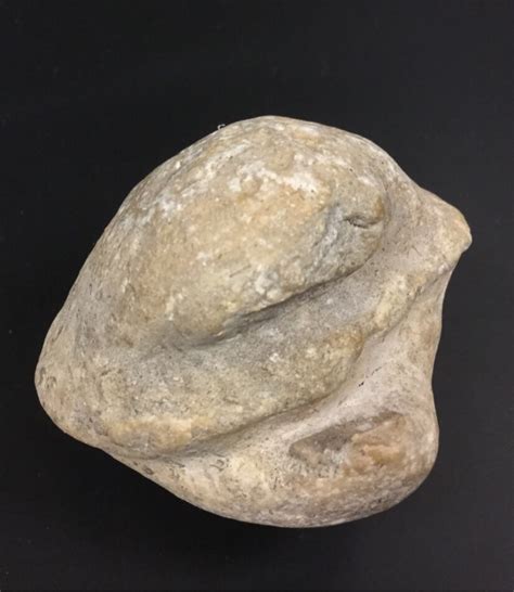 Science Fossils Flashcards Memorang