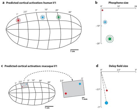 Electrical Stimulation Of Visual Cortex Relevance For The Development