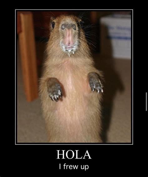 Gort Having Bitchies Rcapybara