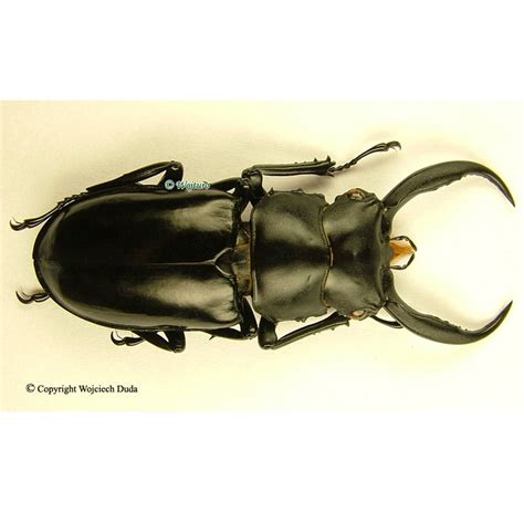 Rhaetulus Westwoodi Kazumiae Male Very Rare Great 52 53mm Myanmar Insect