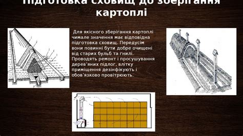 Умови та види зберігання картоплі презентация онлайн