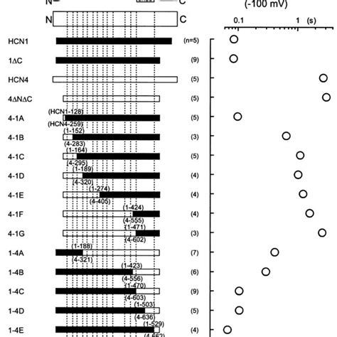 Activation And Deactivation Kinetics And Voltage Activation Curves At Download Scientific