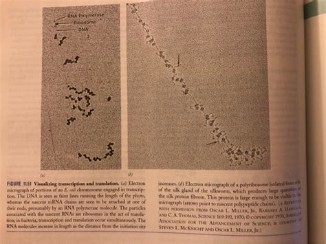 Solved How Many Polyribosomes Do We See In Part A And B