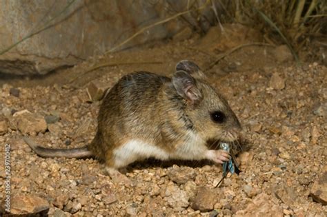 Northern Grasshopper Mouse Naturerules1 Wiki Fandom
