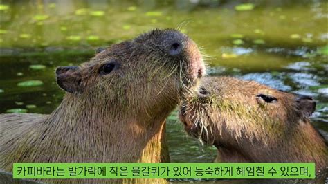 우리들의 귀여운 친구 카피바라 Youtube