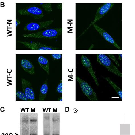 Rps7 Mtu Shows Reduced Function In Ribosomal Precursor Processing A