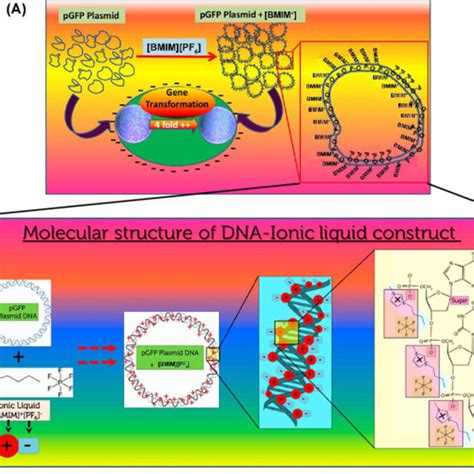Schematics Of Gene Delivery Of Functional Self Assembled Nanostructure Download Scientific