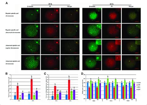 Effect Of Cpf And Pts On Oocyte Spindle Assembly And Chromosome