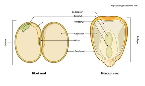 Seed Structure Types Development Germination Dispersal