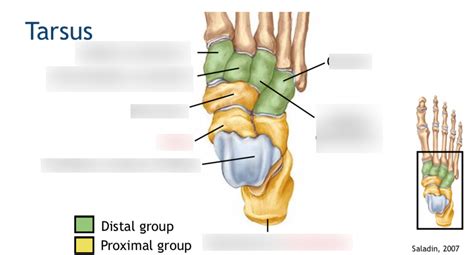 Tarsus Bones Diagram Quizlet