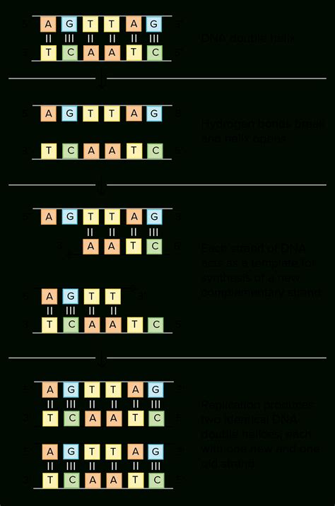 Dna The Double Helix Worksheet Answer Key — Db