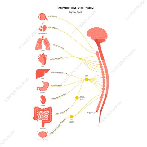 Sympathetic Nervous System Illustration Stock Image F037 4302 Science Photo Library