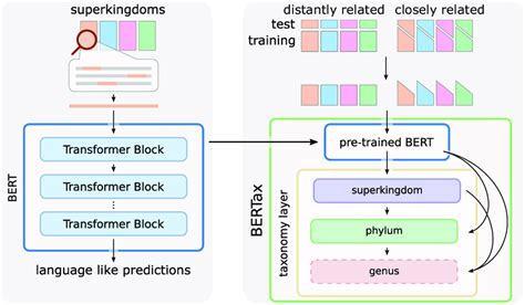 A The Pretraining Step Uses Random Genome Fragments Of All Four
