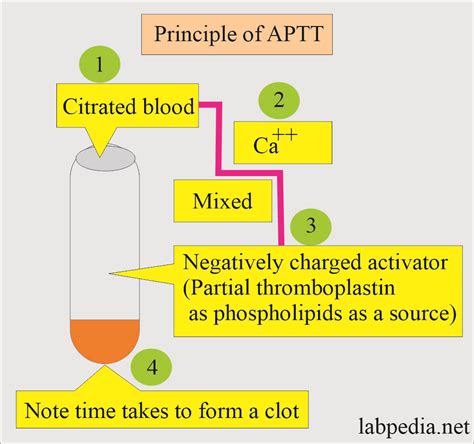 Coagulation Part 4 Partial Thromboplastin Time Ptt And Aptt