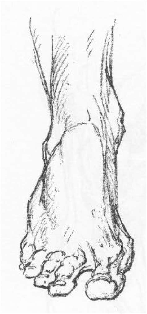 How To Draw The Foot Drawing Feet And The Anatomy Of Them Reference