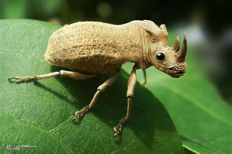 Best Images About Photoshop Hybrid Creatures On Pinterest